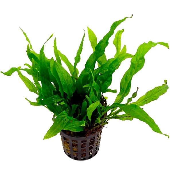 Microsorum Pteropus Mini :: Aqua Generus