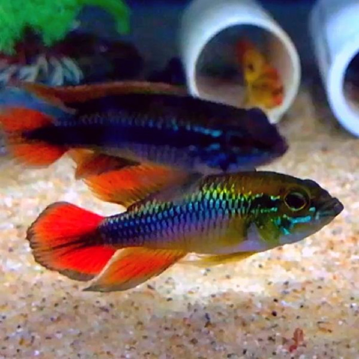 Apistogramma Agassizi Super Red 2-5-3cm :: Aqua Generus
